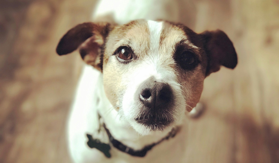 Est-ce que le riz est bon pour les chiens ? - Jardiland