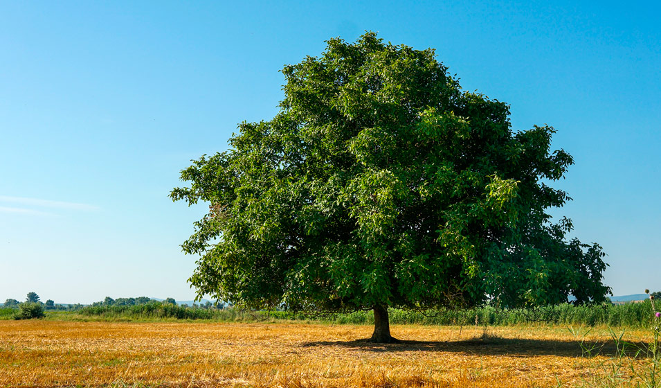 Noyer : variétés, plantation, culture et entretien - Jardiland