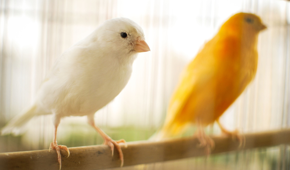 Comment prendre soin de votre canari ? - Jardiland