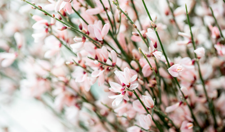 Genêt : plantation, entretien et taille - Jardiland