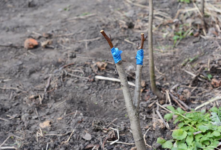 Greffer le pommier - Gamm vert