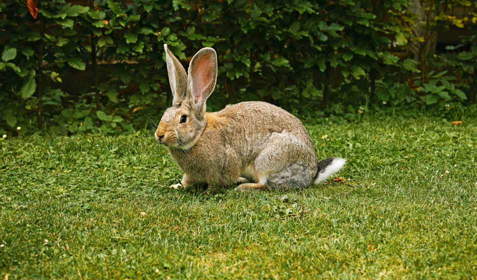 Races De Lapins De Compagnie Races De Lapins Compagnie : 10 Choix