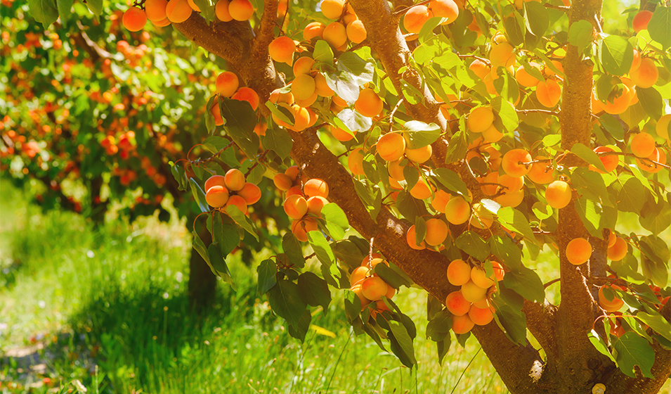 Comment créer son verger ? - Jardiland