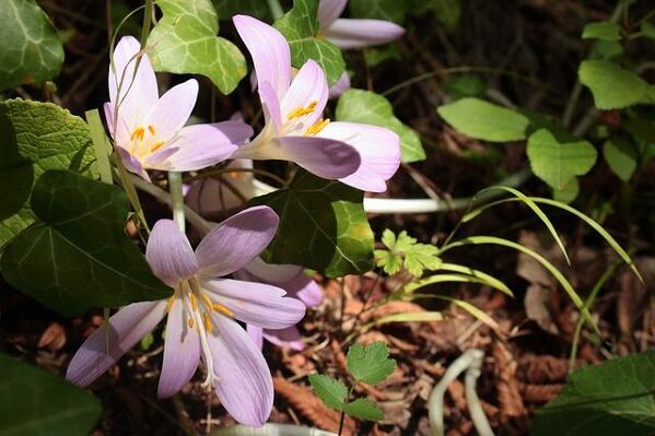 Colchique : plantation, floraison et entretien - Gamm vert