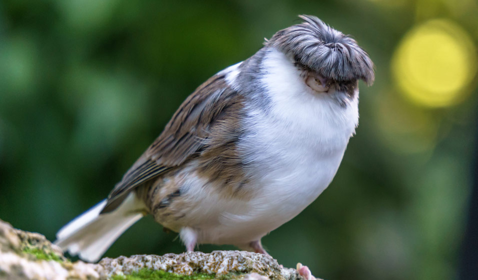Les canaris de posture - Jardiland