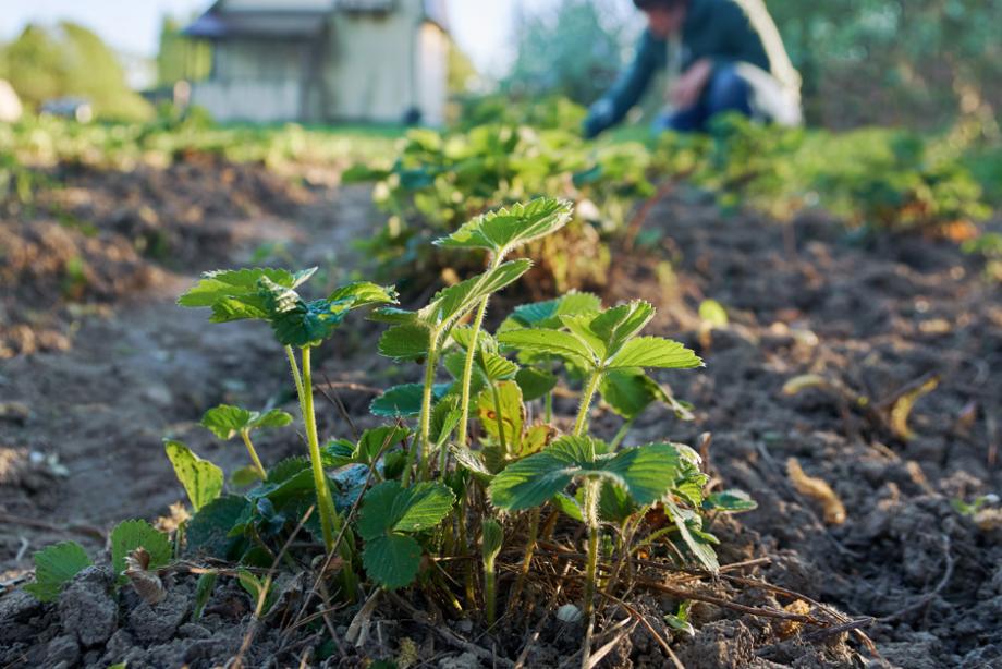 Quand planter des fraisiers remontants ? - Gamm vert