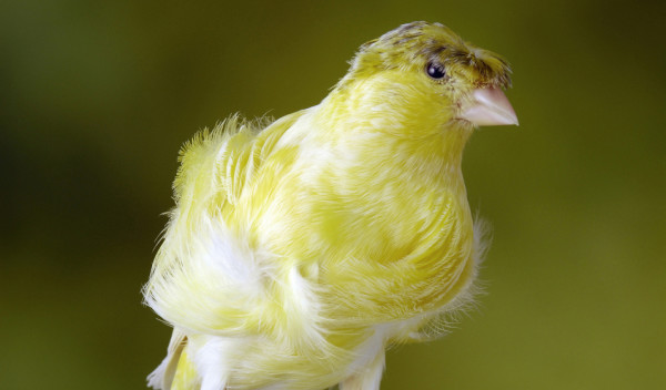 Le canari fiorino - Jardiland