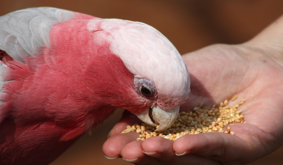 Le perroquet rose albin ou cacatoès rosalbin - Jardiland