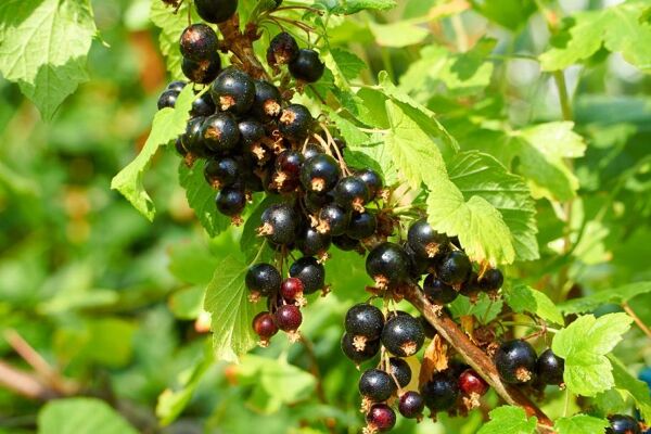 Bouturer les groseilliers et cassissiers - Gamm vert