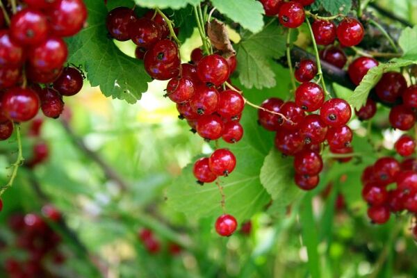 Tailler les groseilliers - Gamm vert