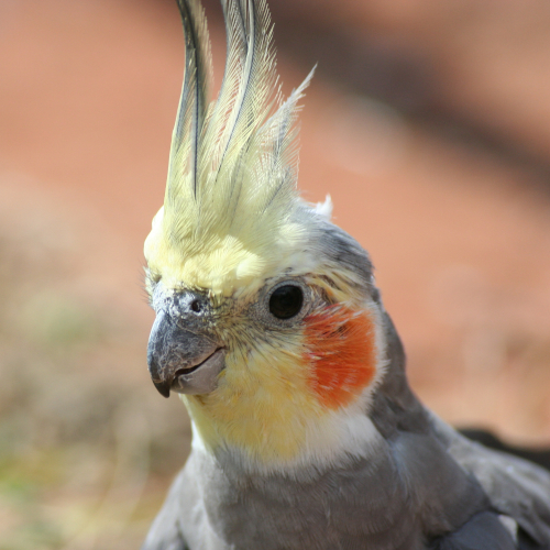 Le comportement de la perruche calopsitte - Jardiland