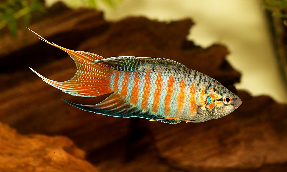 7 poissons colorés pour peupler son aquarium d'eau douce - Jardiland