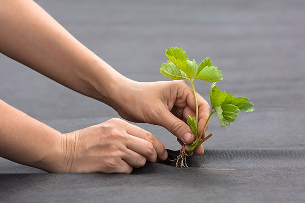 Collet de plantes : définition - Gamm vert