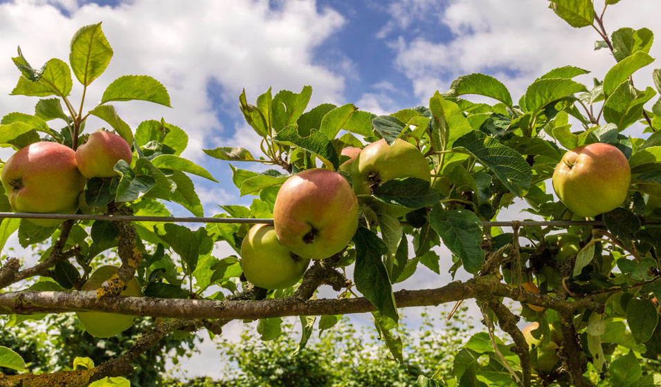 Quand et comment tailler les arbres fruitiers ? - Jardiland