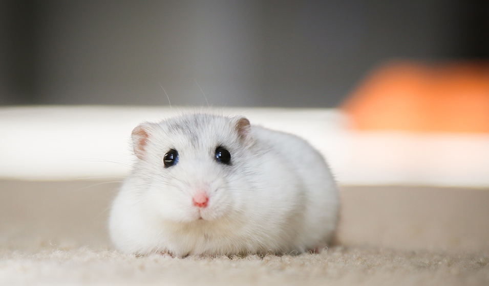Les principales races ou espèces de hamsters - Jardiland