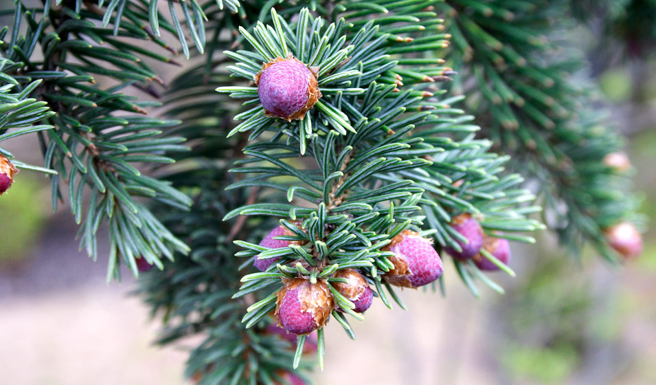 Épicéa : variétés, plantation et entretien - Jardiland