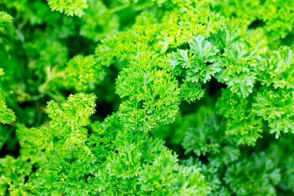 Semer et planter le persil - Gamm vert
