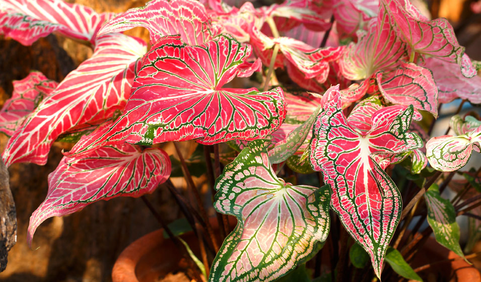 Caladium : culture, entretien et emplacement - Jardiland