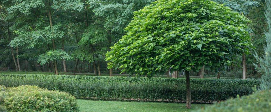 14 arbres à croissance rapide pour avoir vite un beau jardin - Gamm vert