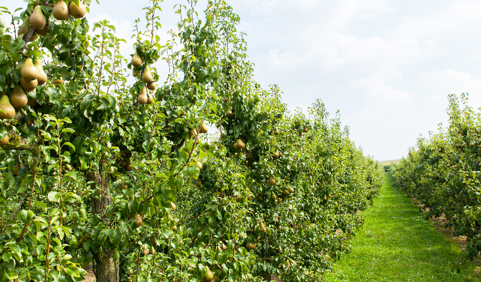Comment créer son verger ? - Jardiland