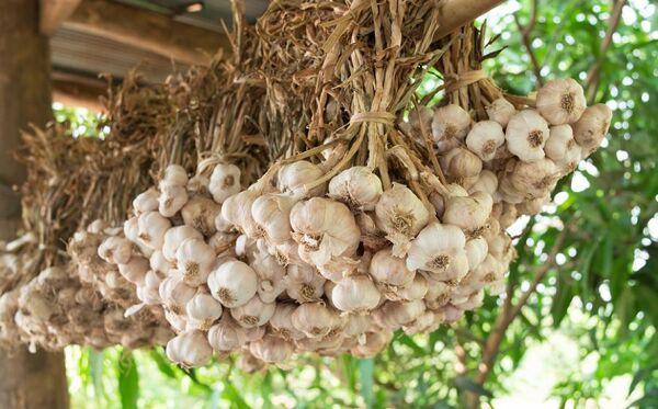 Ail : variétés, plantation et entretien - Gamm vert