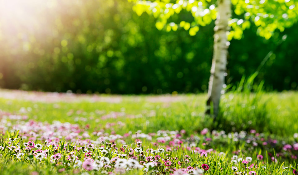 Quand semer du gazon de regarnissage ? - Jardiland