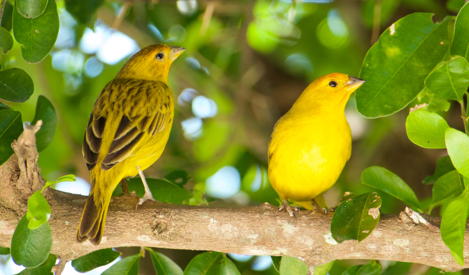 Le canari jaune - Jardiland