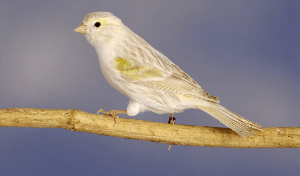 Le canari isabelle - Jardiland