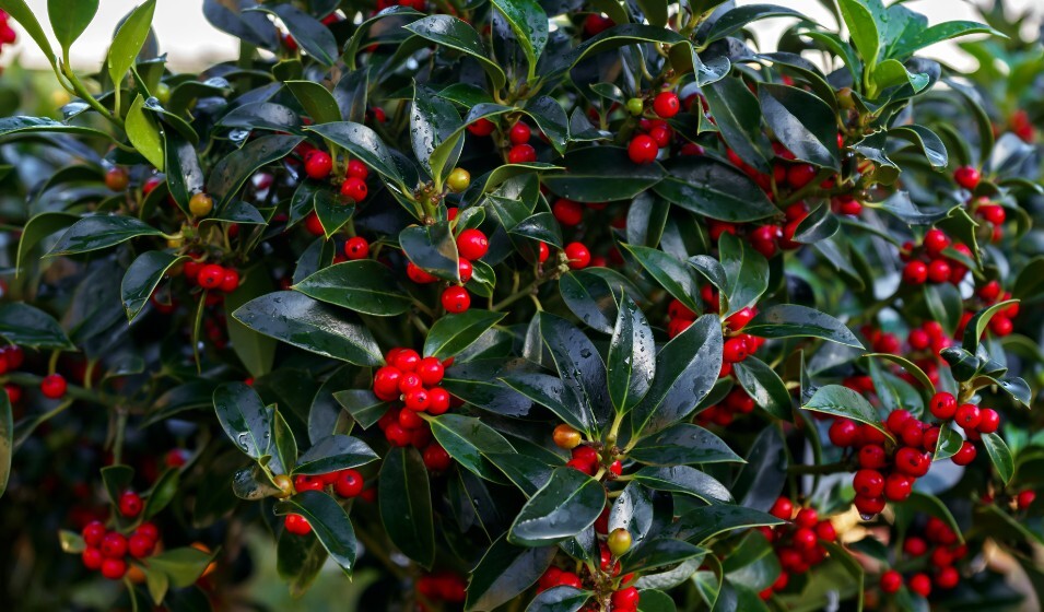Les différentes variétés de houx - Jardiland
