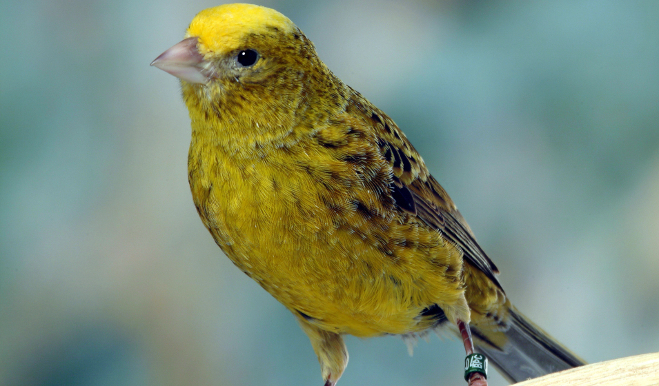 Le canari Lizard - Jardiland