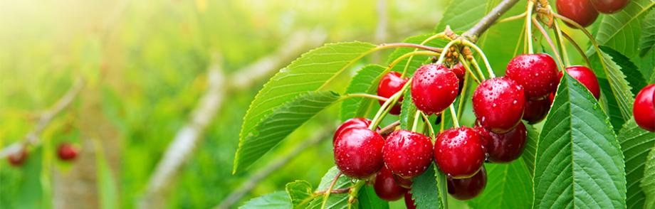 Bien choisir son arbre fruitier - Gamm vert