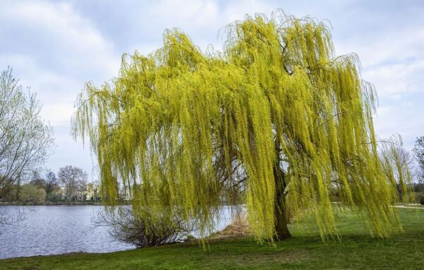 Saule : variétés, plantation et entretien - Gamm vert
