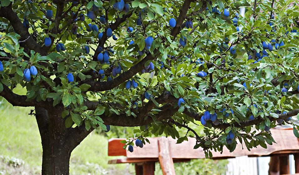 Prunier : plantation, entretien et taille - Jardiland