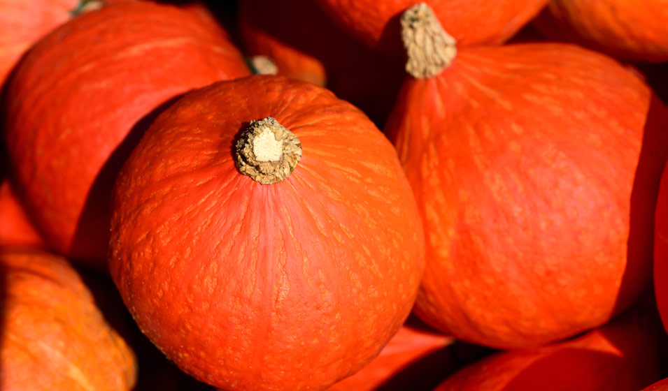 Potiron : variétés, plantation, culture et dégustation - Jardiland