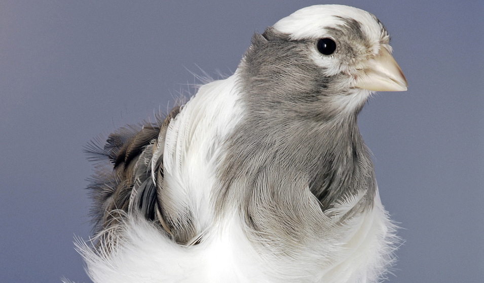 Le canari panaché - Jardiland