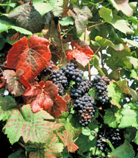 Vigne : une grimpante décorative et productive - Gamm vert