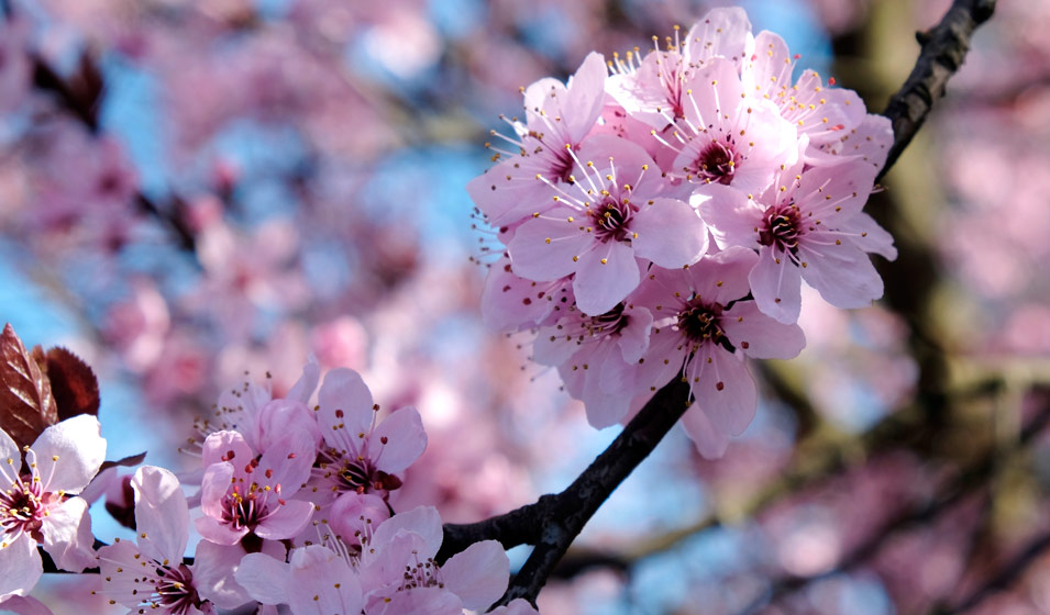 Les 20 arbres et arbustes en fleur en hiver - Jardiland