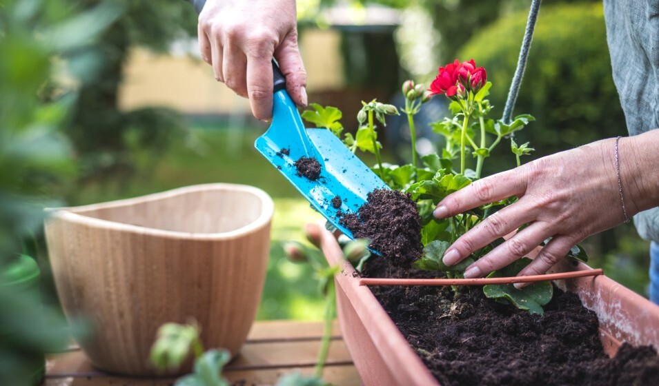 Comment avoir de beaux géraniums de balcon ? - Jardiland