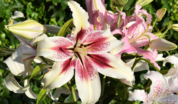 Lis : variétés, plantation, entretien et bienfaits - Jardiland