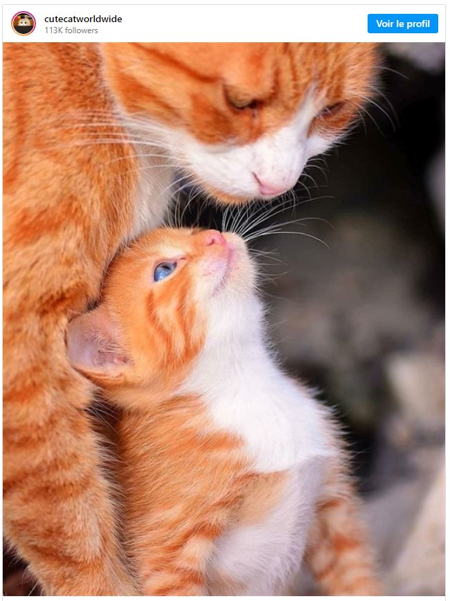 Les 7 animaux les plus craquants d’Instagram - Jardiland