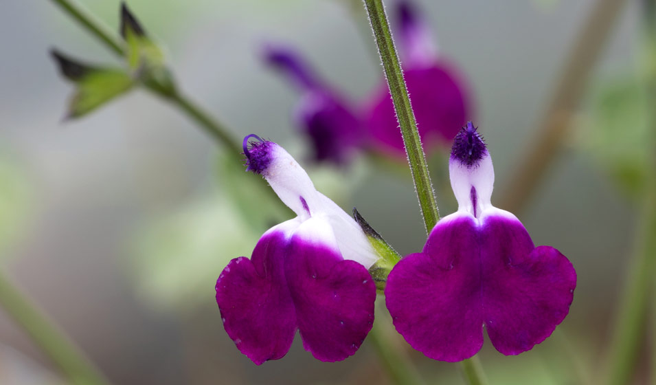 Quand tailler la sauge arbustive ? - Jardiland