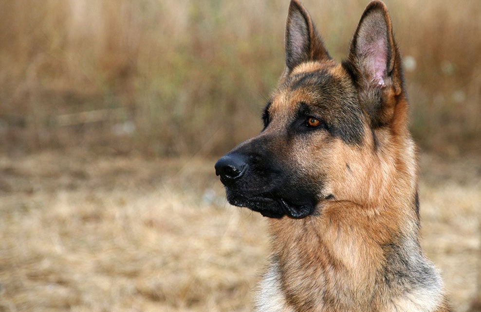 Top 10 des races de chiens de garde - Jardiland