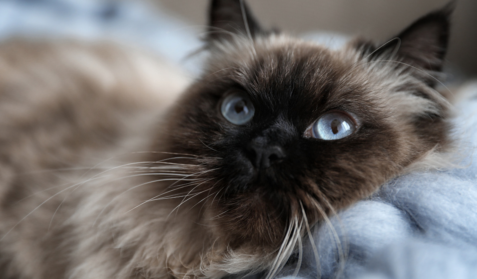 11 races de chats hypoallergéniques - Jardiland