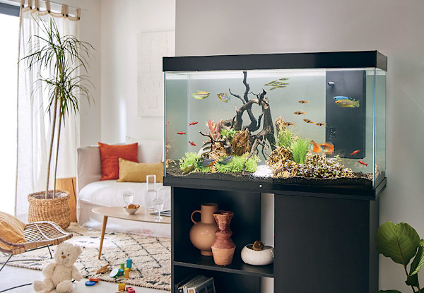 Comment mettre l’aquarium en marche ? - Jardiland