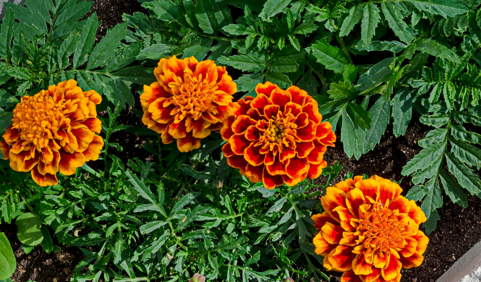 Flores Que Necesitan Pleno Sol Top 5 Plantas Que Aguantan El Sol | Pur