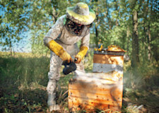 Comment bien débuter en apiculture ? - Gamm vert
