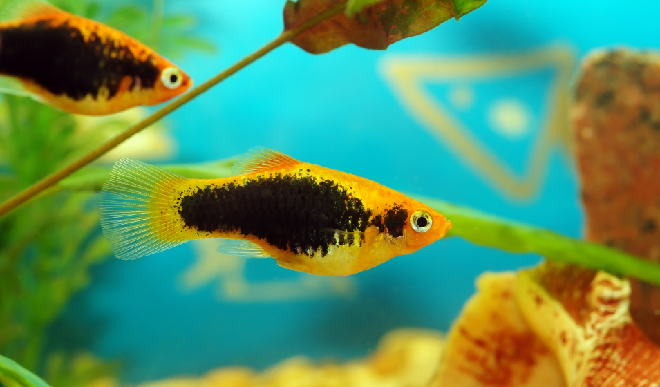 Le Platy : caractéristiques et soin - Jardiland