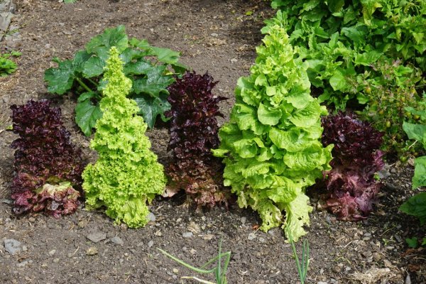 Montée en graines des salades : causes et solutions - Gamm vert