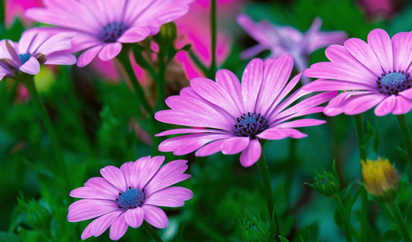 Osteospermum (marguerite du Cap) : plantation et entretien - Jardiland