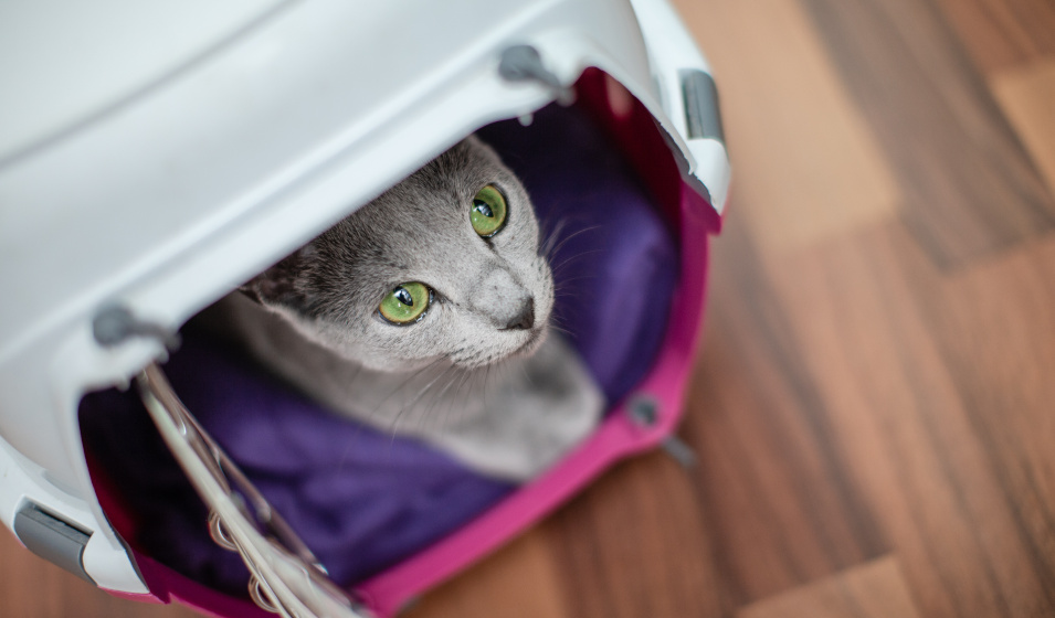 8 conseils pour mettre votre chat dans sa caisse de transport - Jardiland